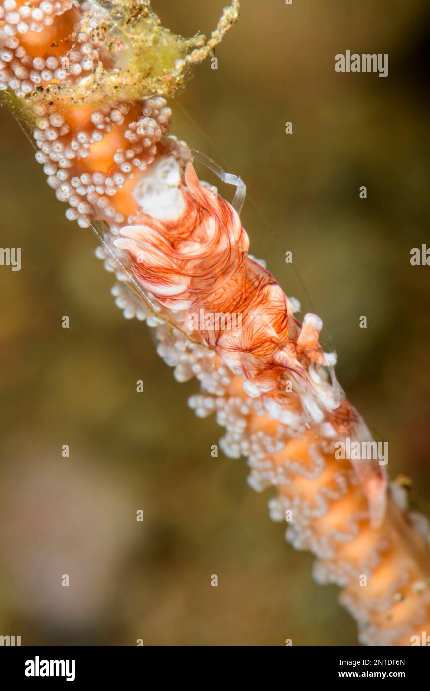 Sea pen shrimp, Dasycaris ceratops, Tulamben, Bali, Indonesia, Pacific ...