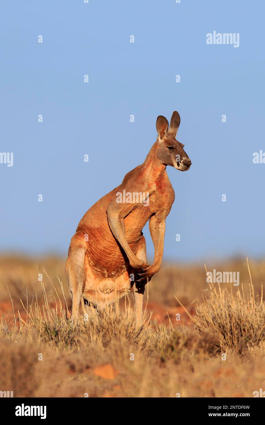 Red kangaroo (Macropus rufus), adult male, Sturt National Park, New ...
