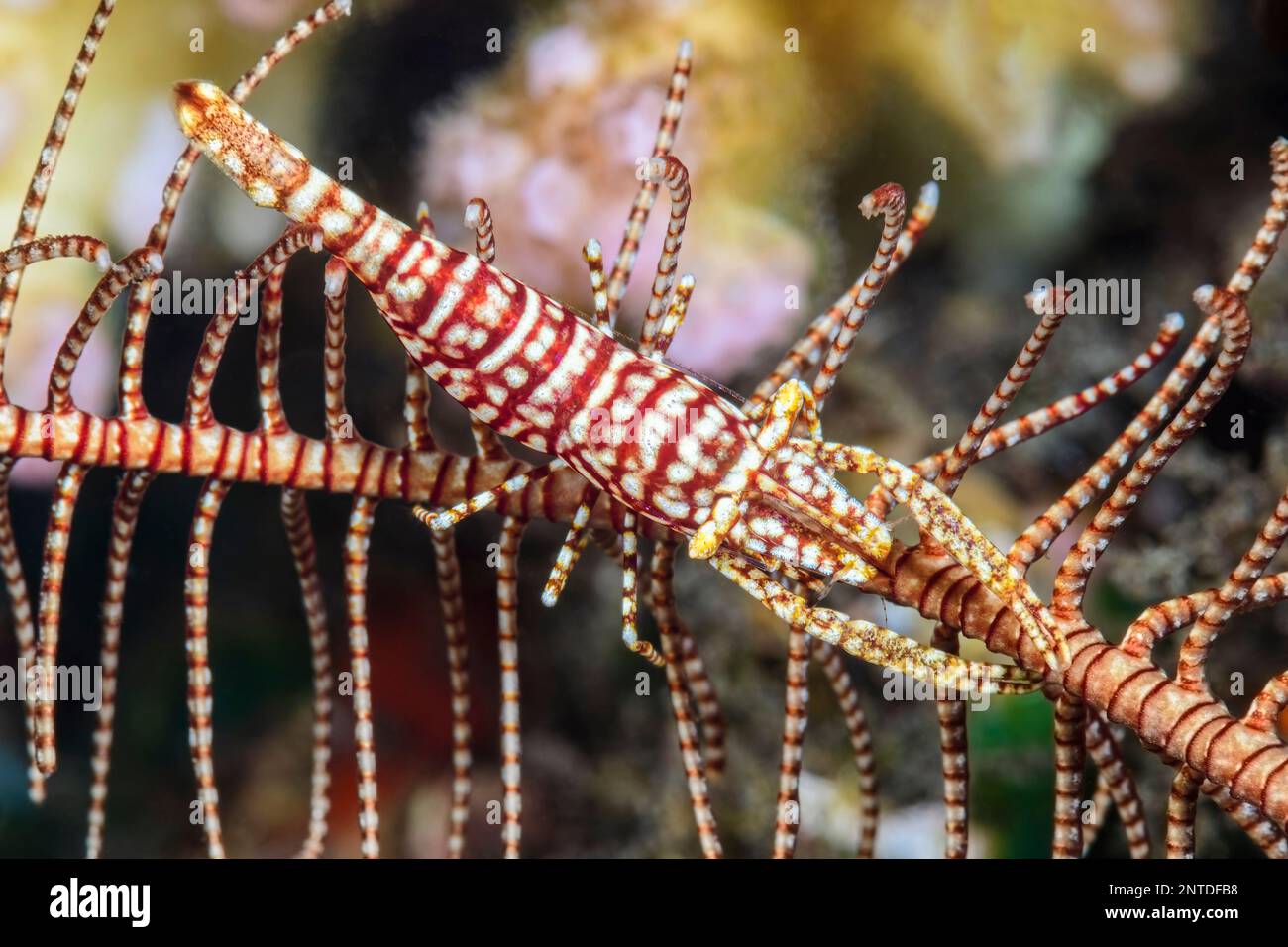 Leopard crinoid shrimp, Laomenes pardus, Tulamben, Bali, Indonesia ...