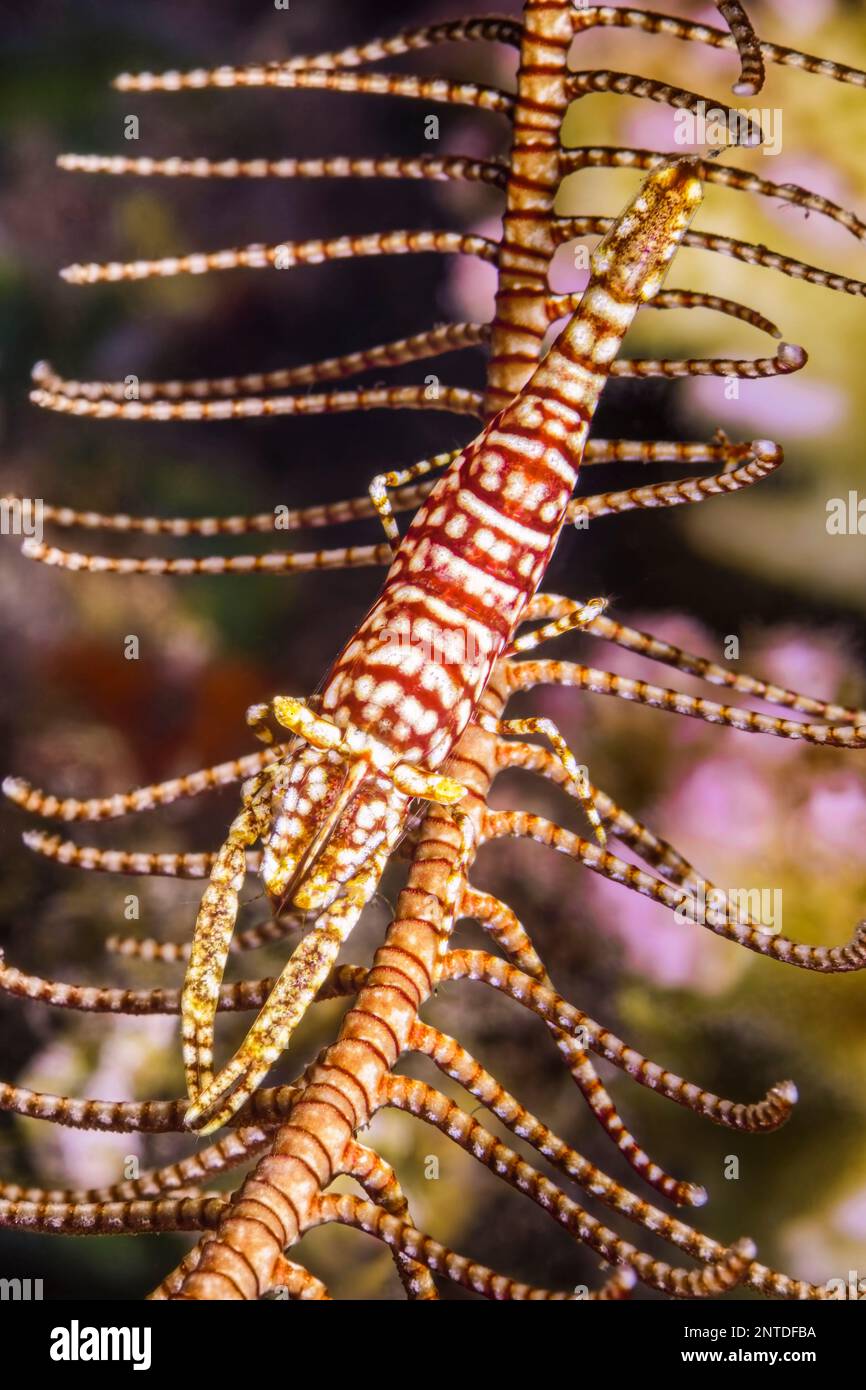 Leopard crinoid shrimp, Laomenes pardus, Tulamben, Bali, Indonesia ...