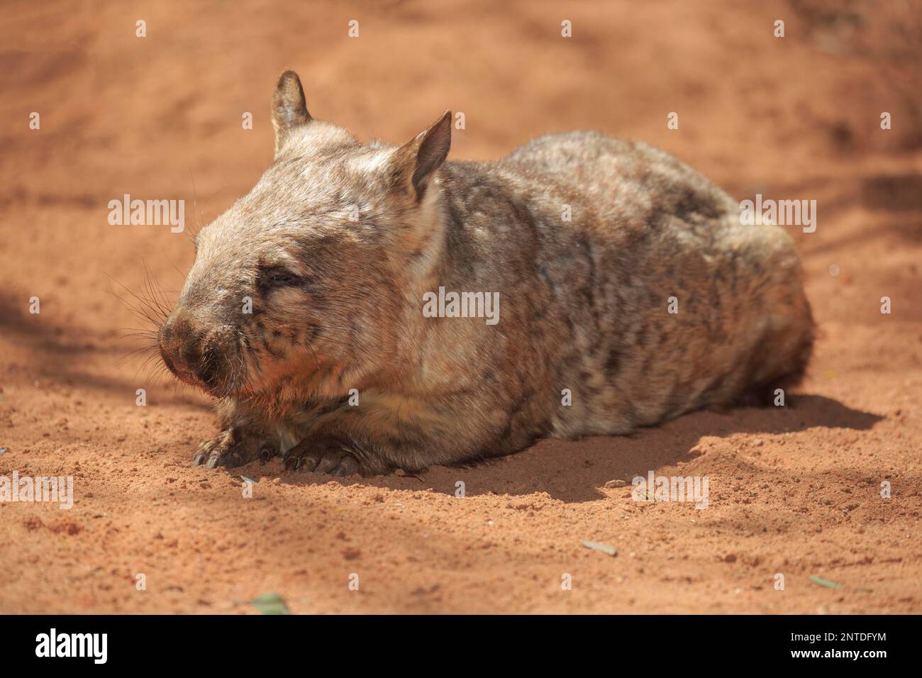Southern hairy-nosed wombat (Lasiorhinus latifrons), adult, resting ...