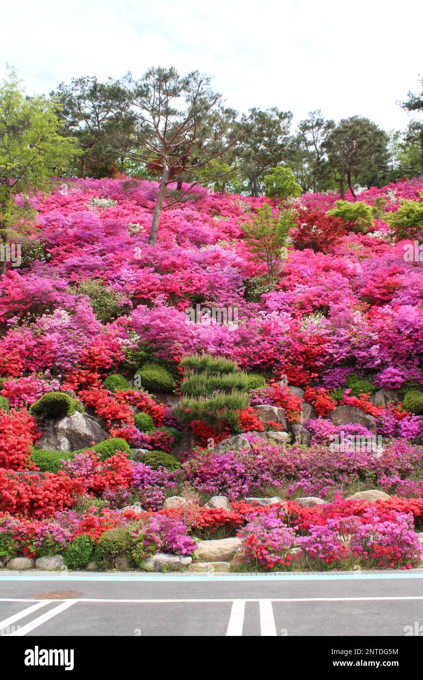Azalea hillside garden hi-res stock photography and images - Alamy