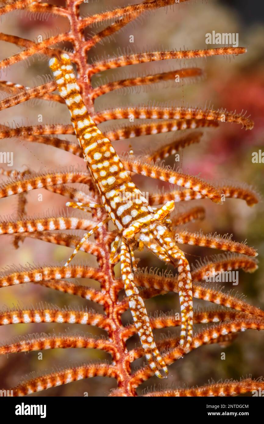 Leopard crinoid shrimp, Laomenes pardus, Padang Bai, Bali, Indonesia ...