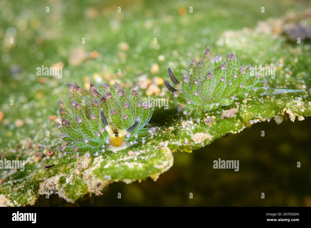 Sap sucking sea slug, Costasiella kuroshimae, Tulamben, Bali, Indonesia ...