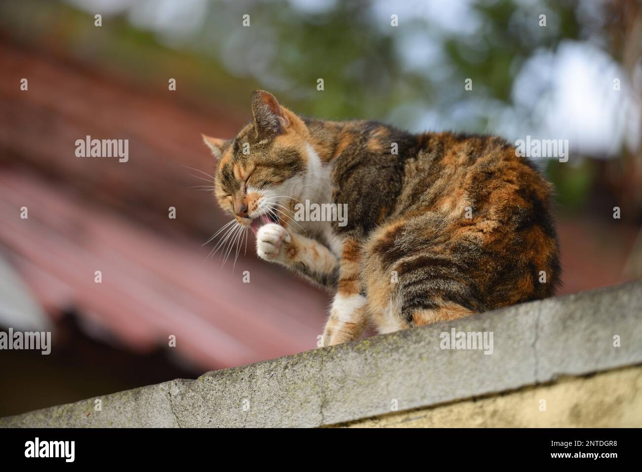 Domestic cat, Old Town, Funchal, Madeira, Portugal Stock Photo - Alamy
