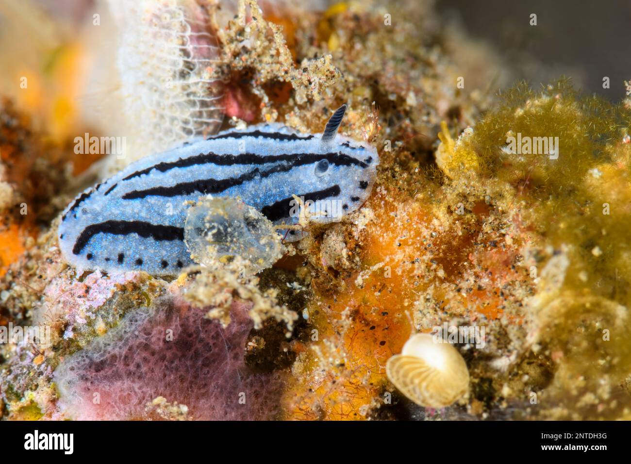 sea slug or nudibranch, Phyllidiopsis annae, Tulamben, Bali, Indonesia ...