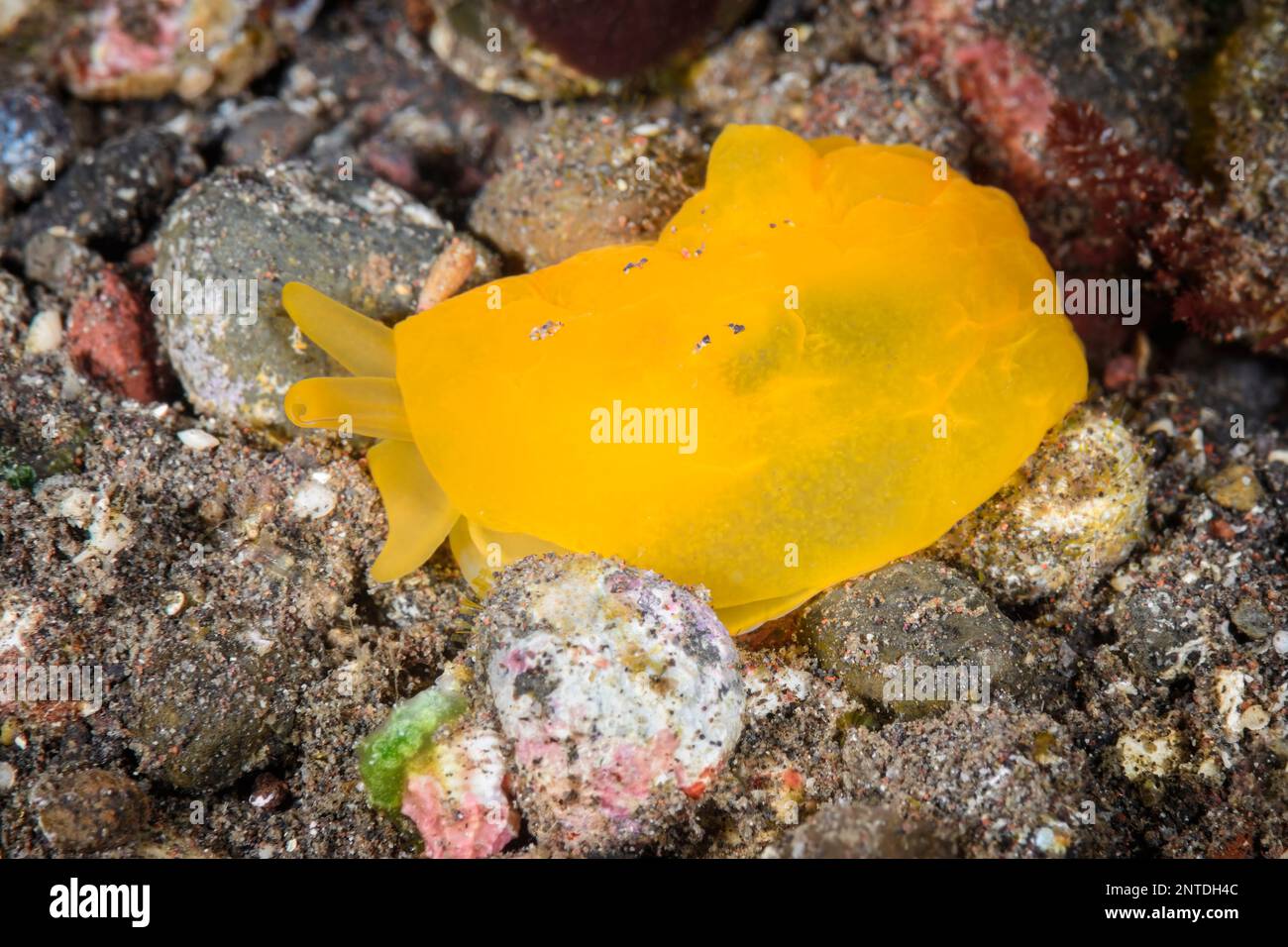 Side gilled sea slug, Berthellina delicata, Tulamben, Bali, Indonesia ...