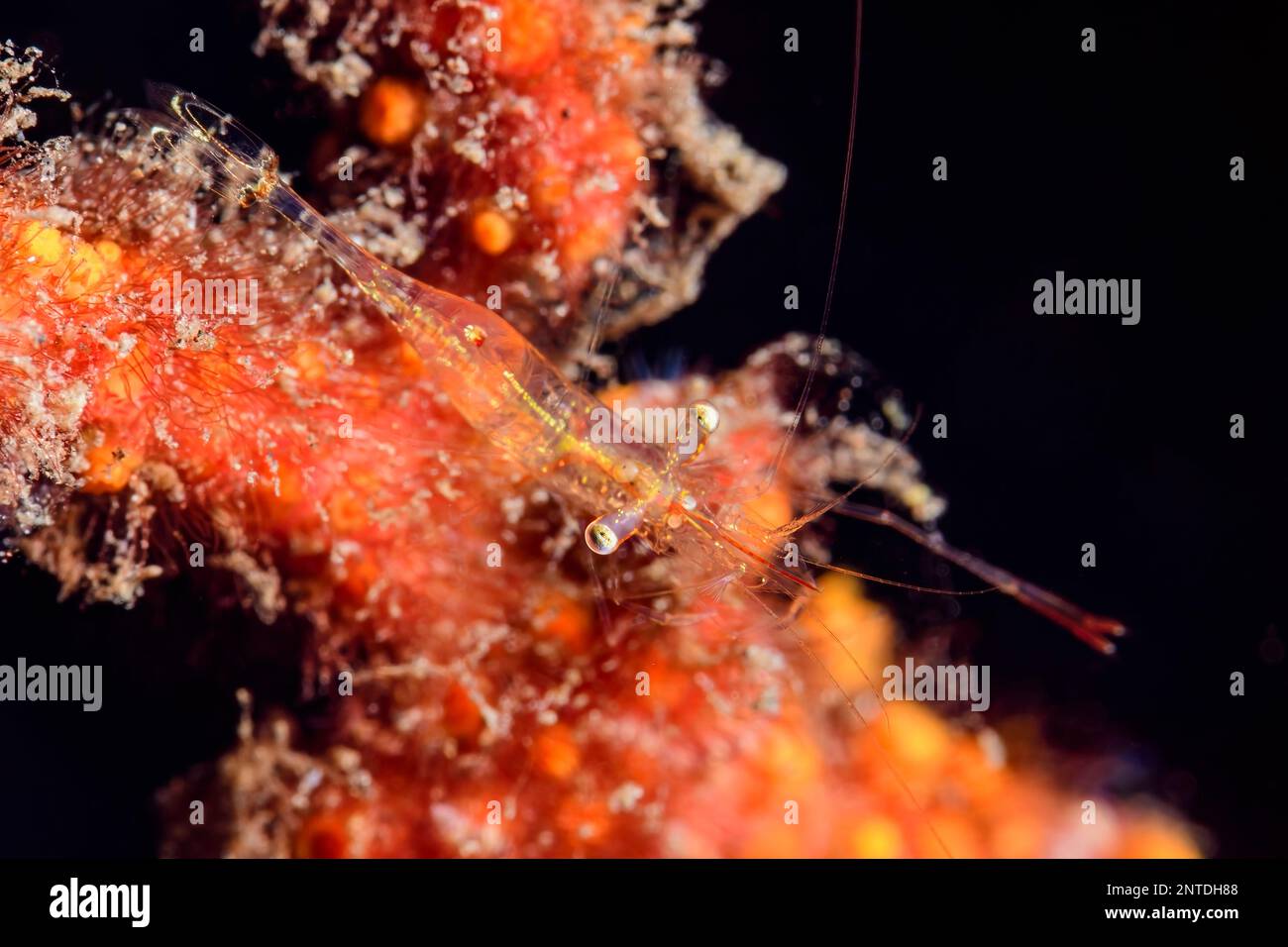 Translucent Gorgonion Shrimp, Manipontonia psamathe, Tulamben, Bali ...