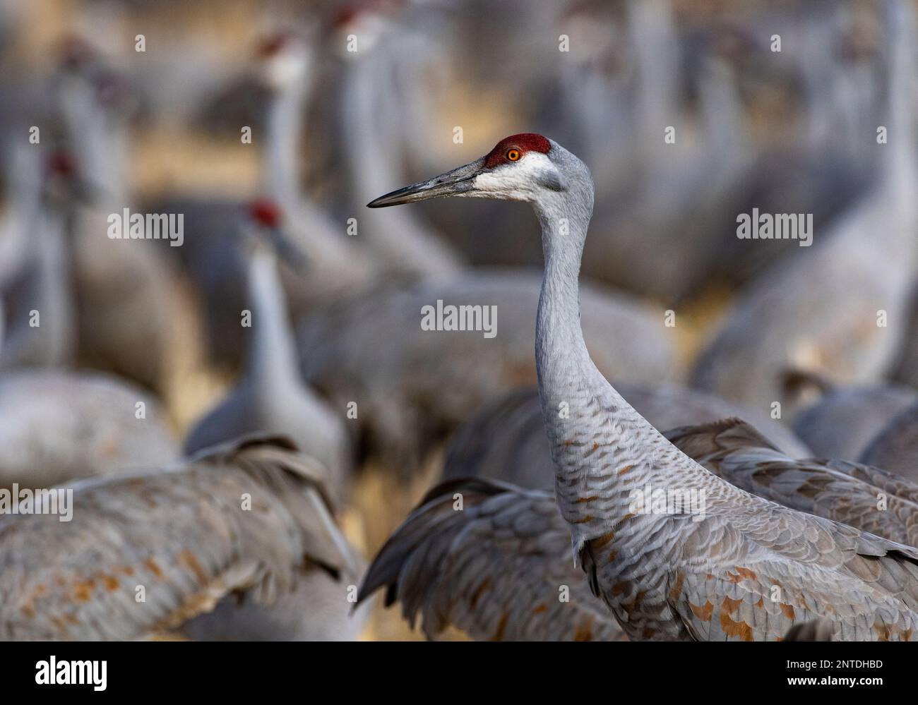 Single, stately crane strolls casually through large flock of ...