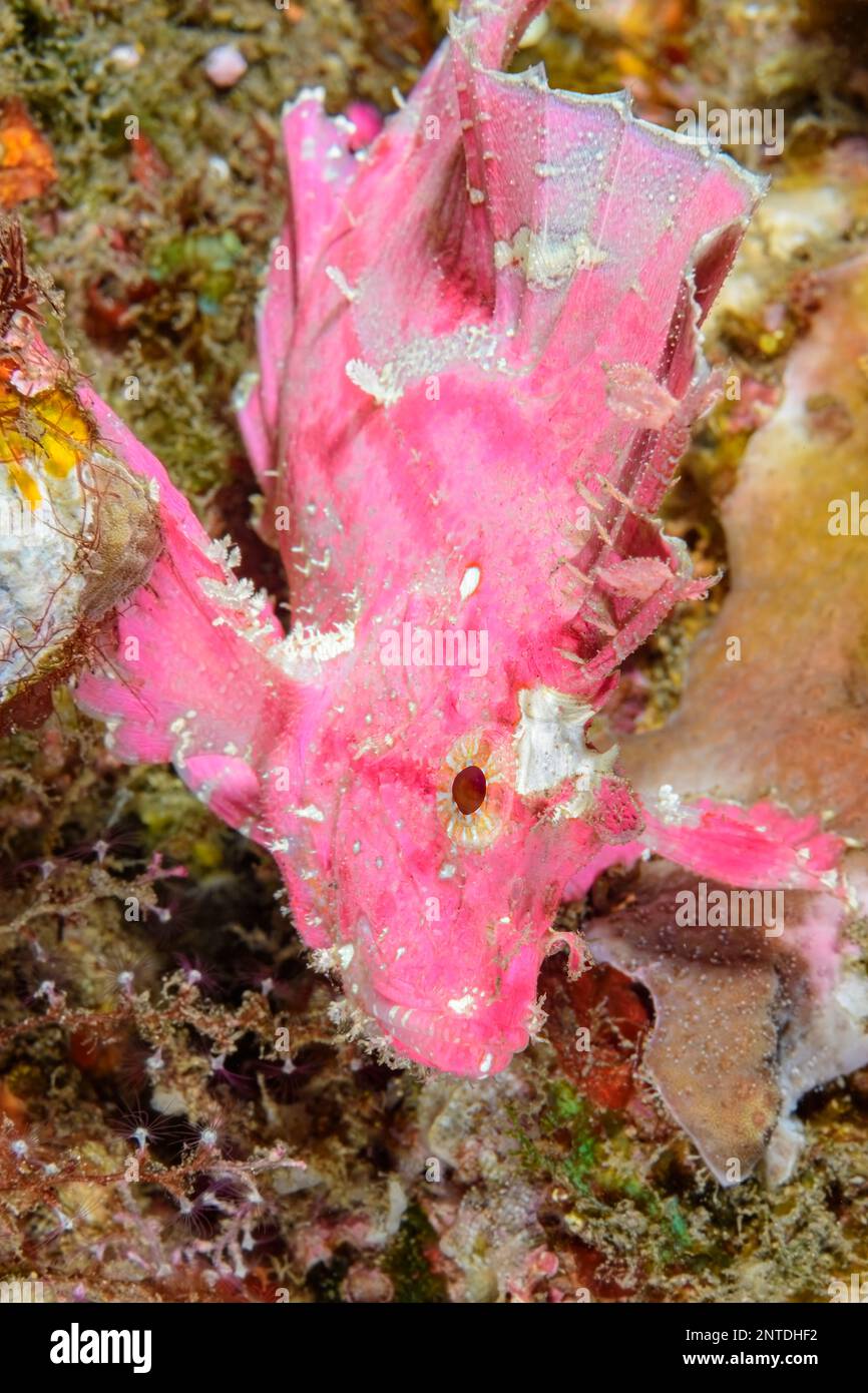 Leaf scorpionfish, Taenianotus triacanthus, Tulamben, Bali, Indonesia ...