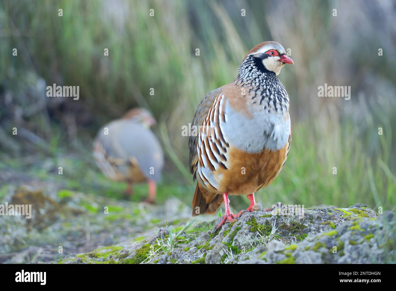 Red-legged partridge (Alectoris rufa), Madeira, Portugal Stock Photo ...