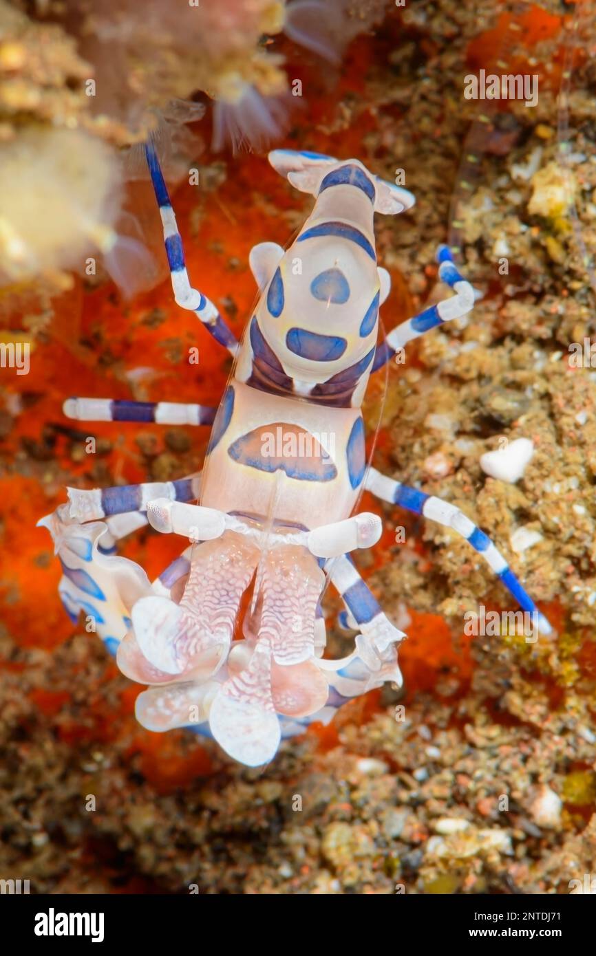 Harlequin shrimp, Hymenocera picta, Tulamben, Bali, Indonesia, Pacific ...
