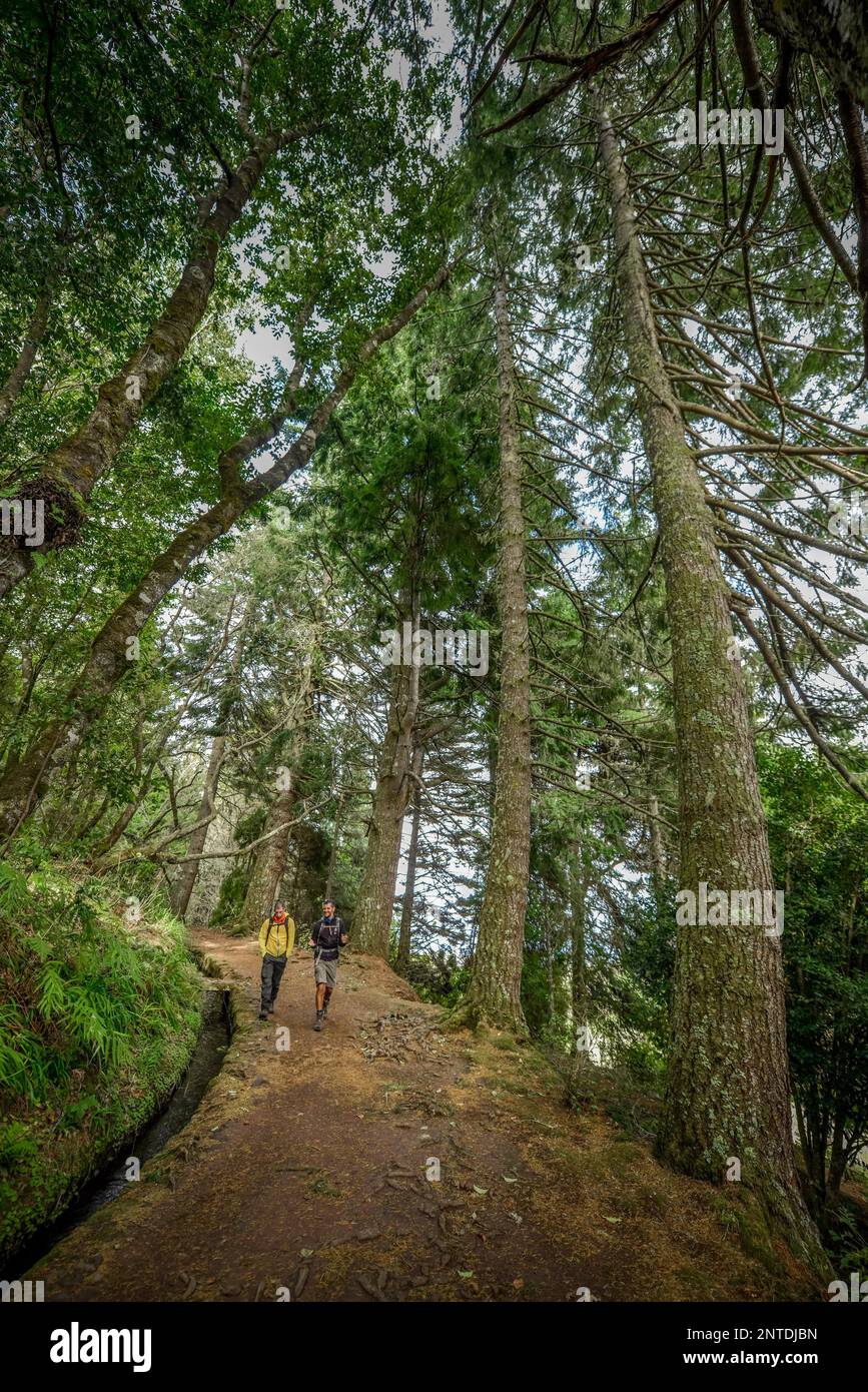 Hiking trail, Queimadas, Central Mountains, Madeira, Portugal Stock ...