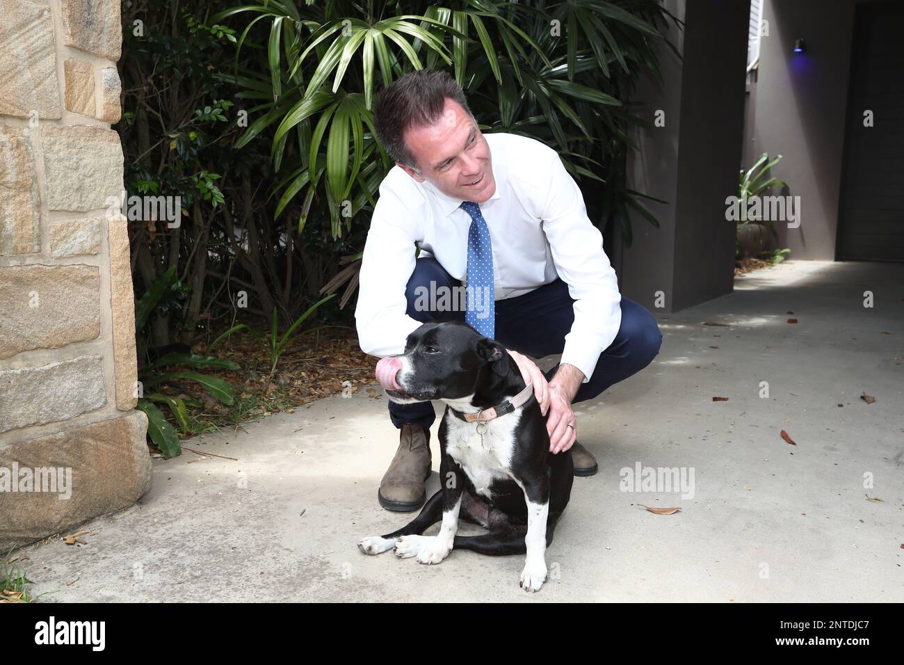 NSW Labor Leader Chris Minns meets Mindy the dog during a visit to ...