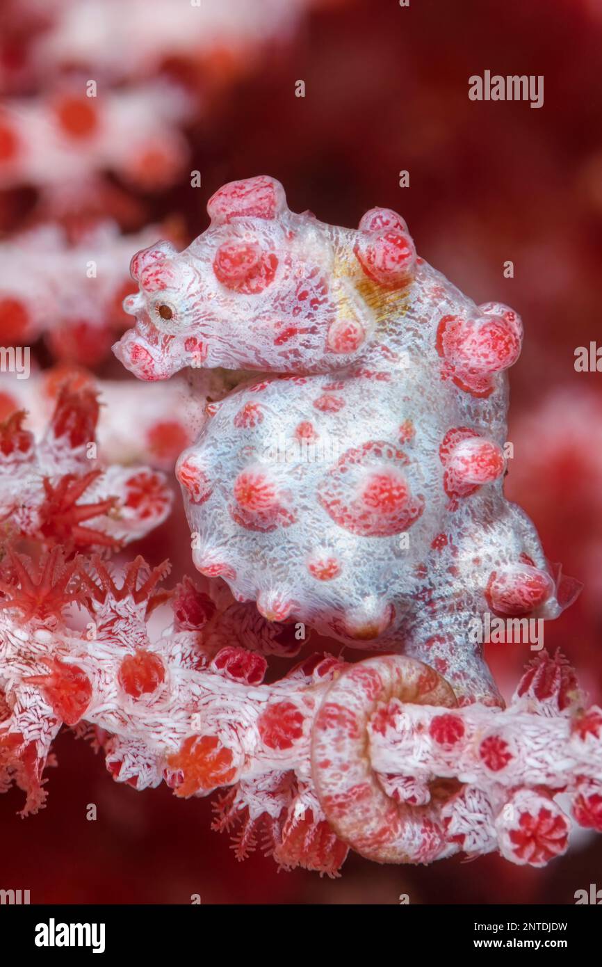 Bargibant's pygmy seahorse, Hippocampus bargibanti, Tulamben, Bali ...