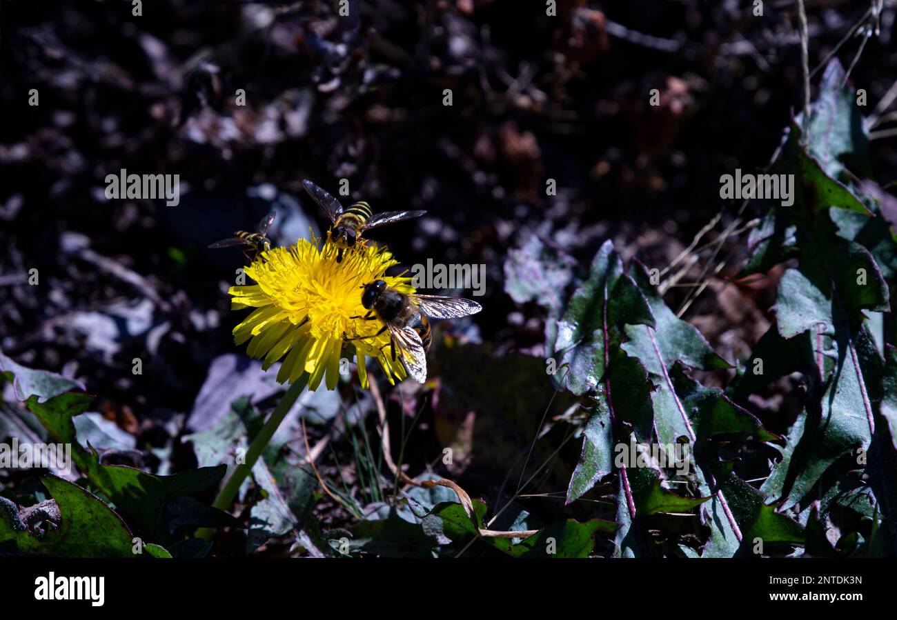 Several, busy bees gather nectar on single, yellow dandelion blossom in ...