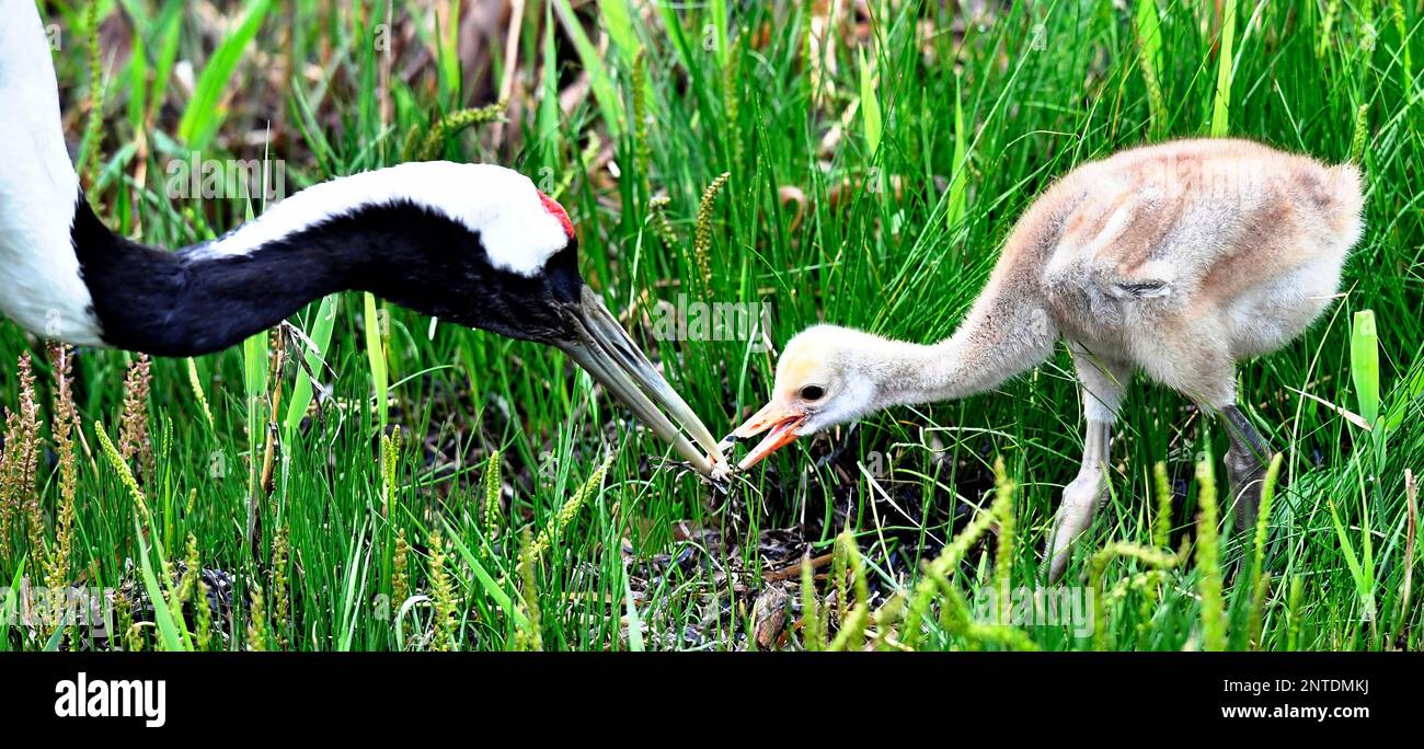 A red crowned crane chick is fed by a mother in Nemuro, Hokkaido on ...