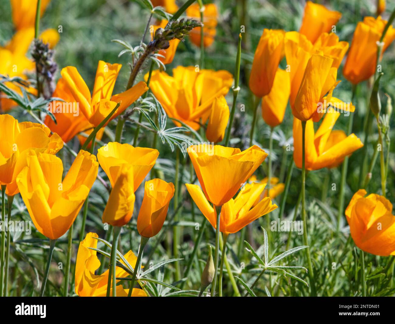 Golden poppies are dancing flowers in spring breeze at Superbloom at ...