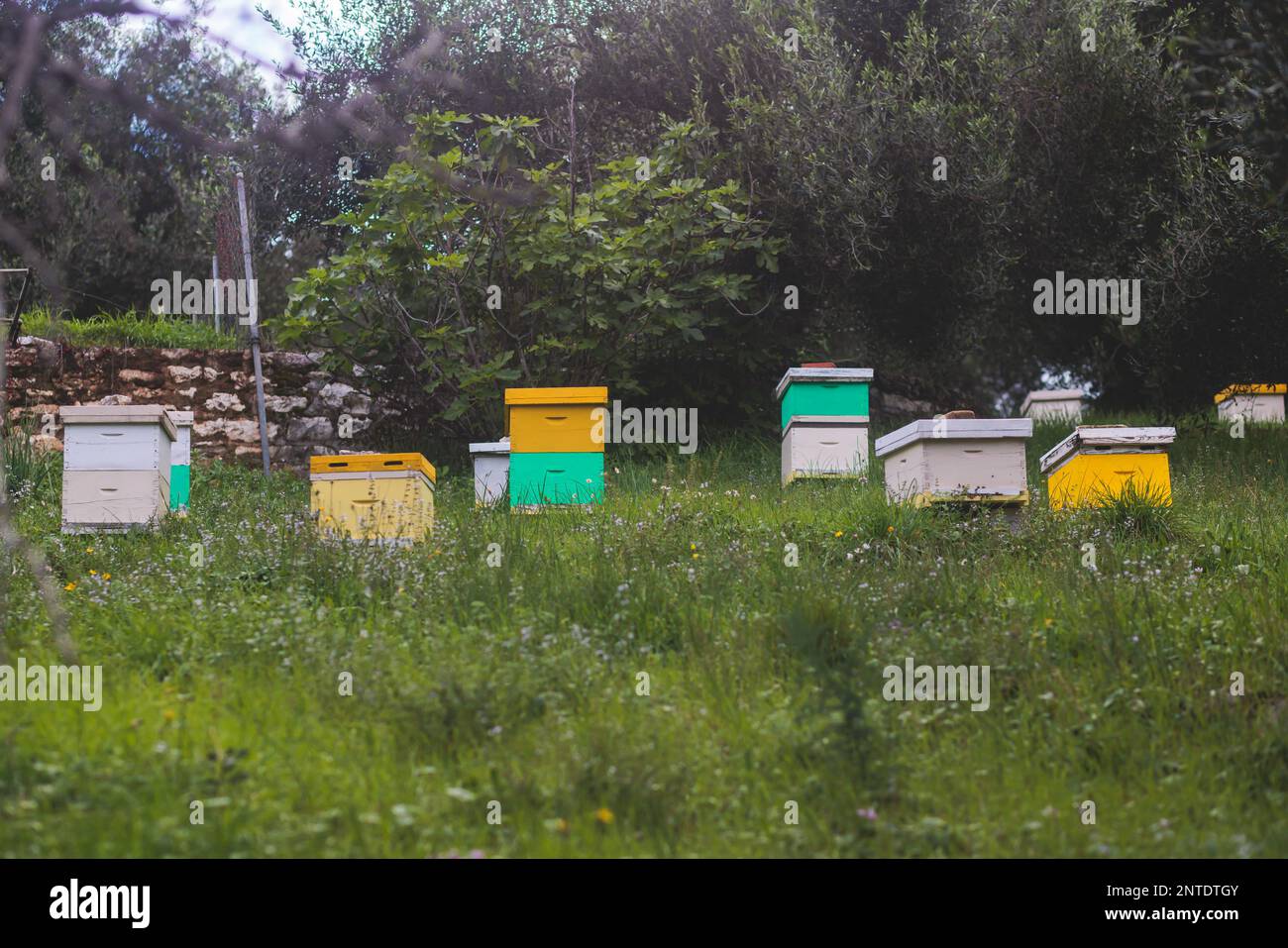 Summer view of a rural apiary and honey production in Greece, bee hive ...
