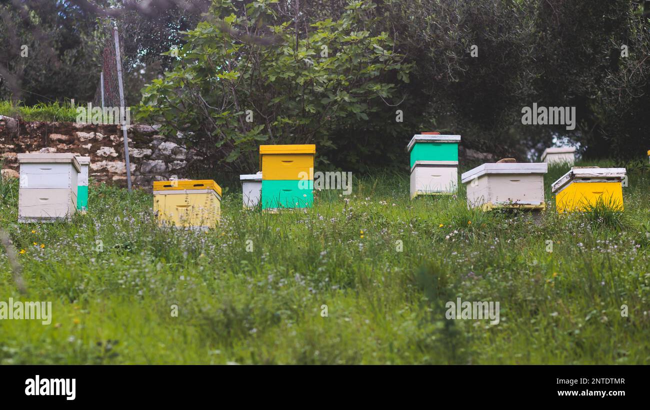 Summer view of a rural apiary and honey production in Greece, bee hive ...