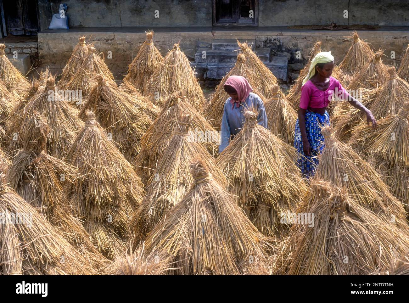Two people drying harvested rice crop near Palakkad or Palghat, Kerala ...