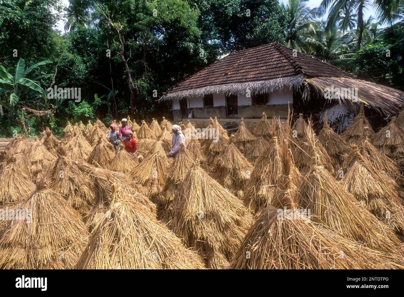 Four people drying harvested rice crop near Palakkad or Palghat, Kerala ...