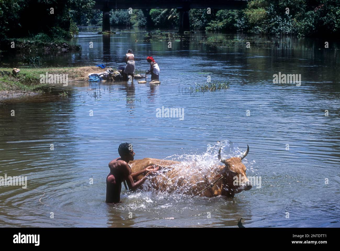 A humpbacked man bathing the cow in Payippad river, Kerala, India, Asia ...