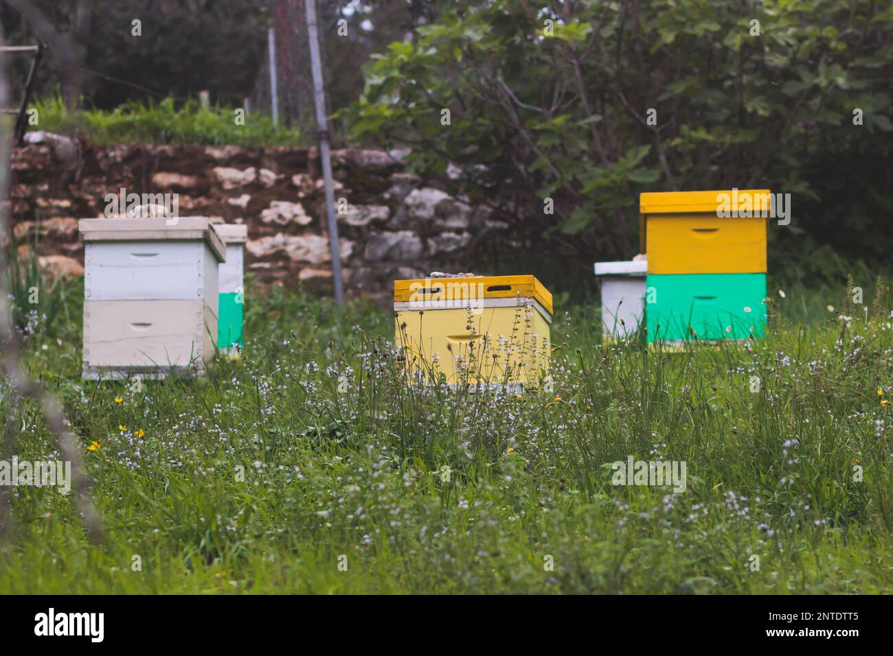 Summer view of a rural apiary and honey production in Greece, bee hive ...