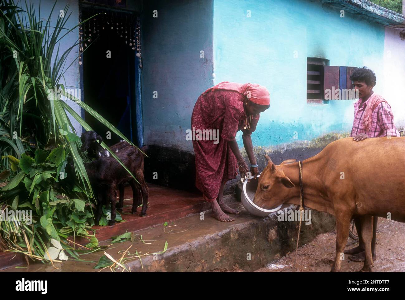 A tribal woman feeding the cow in Attapadi, Kerala, India, Asia Stock ...