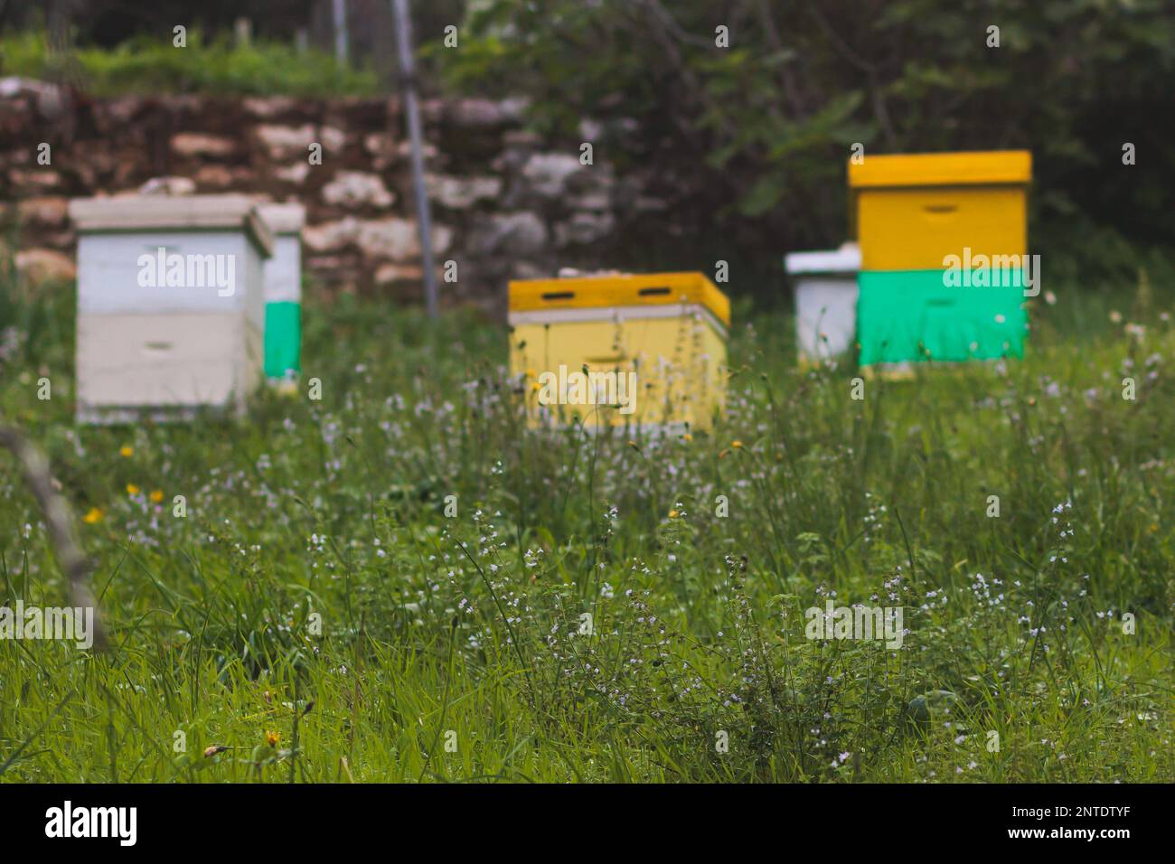 Summer view of a rural apiary and honey production in Greece, bee hive ...
