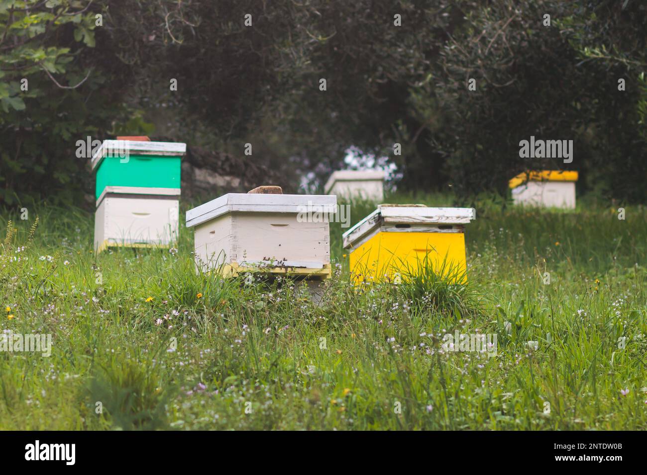 Summer view of a rural apiary and honey production in Greece, bee hive ...