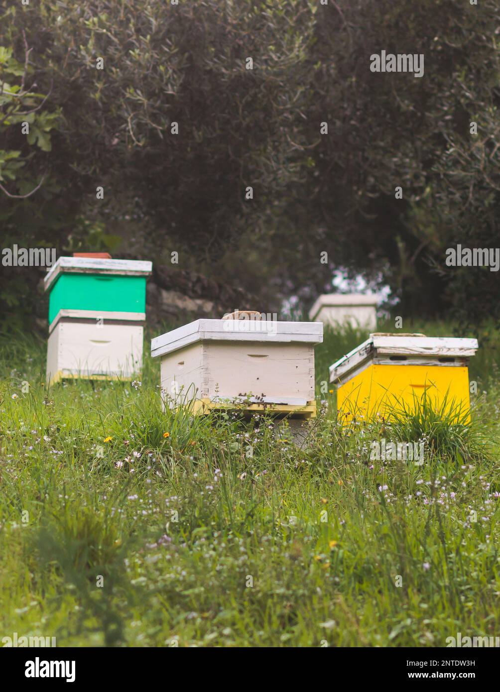 Summer view of a rural apiary and honey production in Greece, bee hive ...