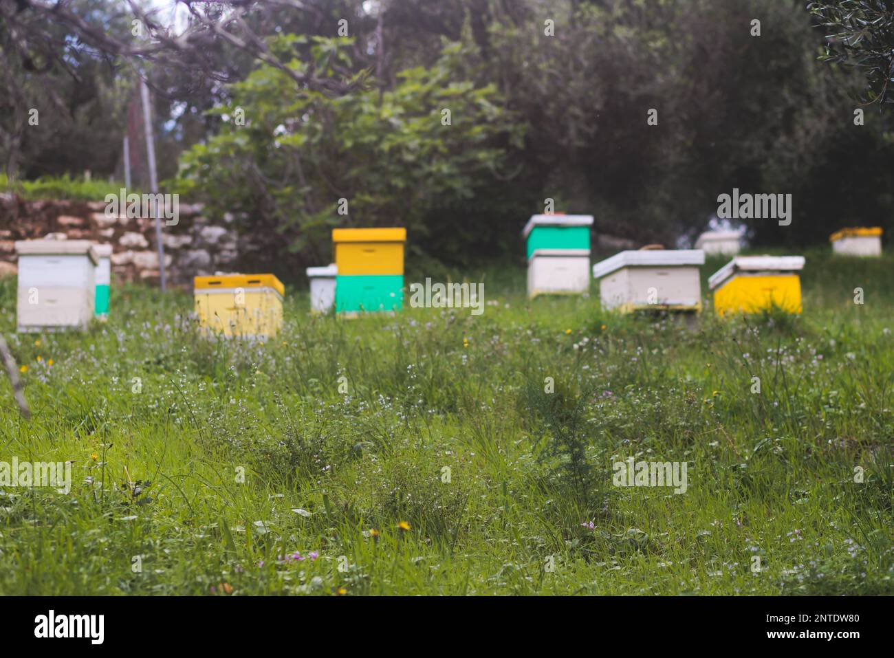 Summer view of a rural apiary and honey production in Greece, bee hive ...