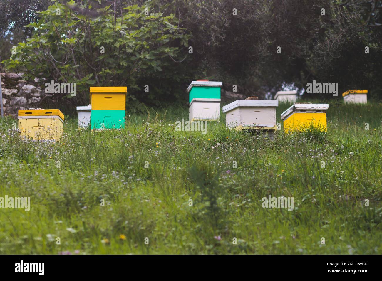 Summer view of a rural apiary and honey production in Greece, bee hive ...
