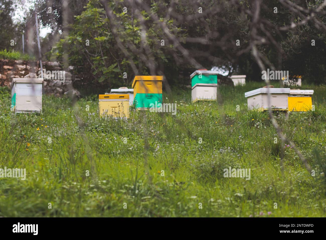 Summer view of a rural apiary and honey production in Greece, bee hive ...