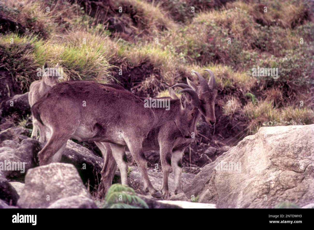 The Nilgiri Tahr (Nilgiritragus hylocrius) in Rajamalai (Eravikulam ...
