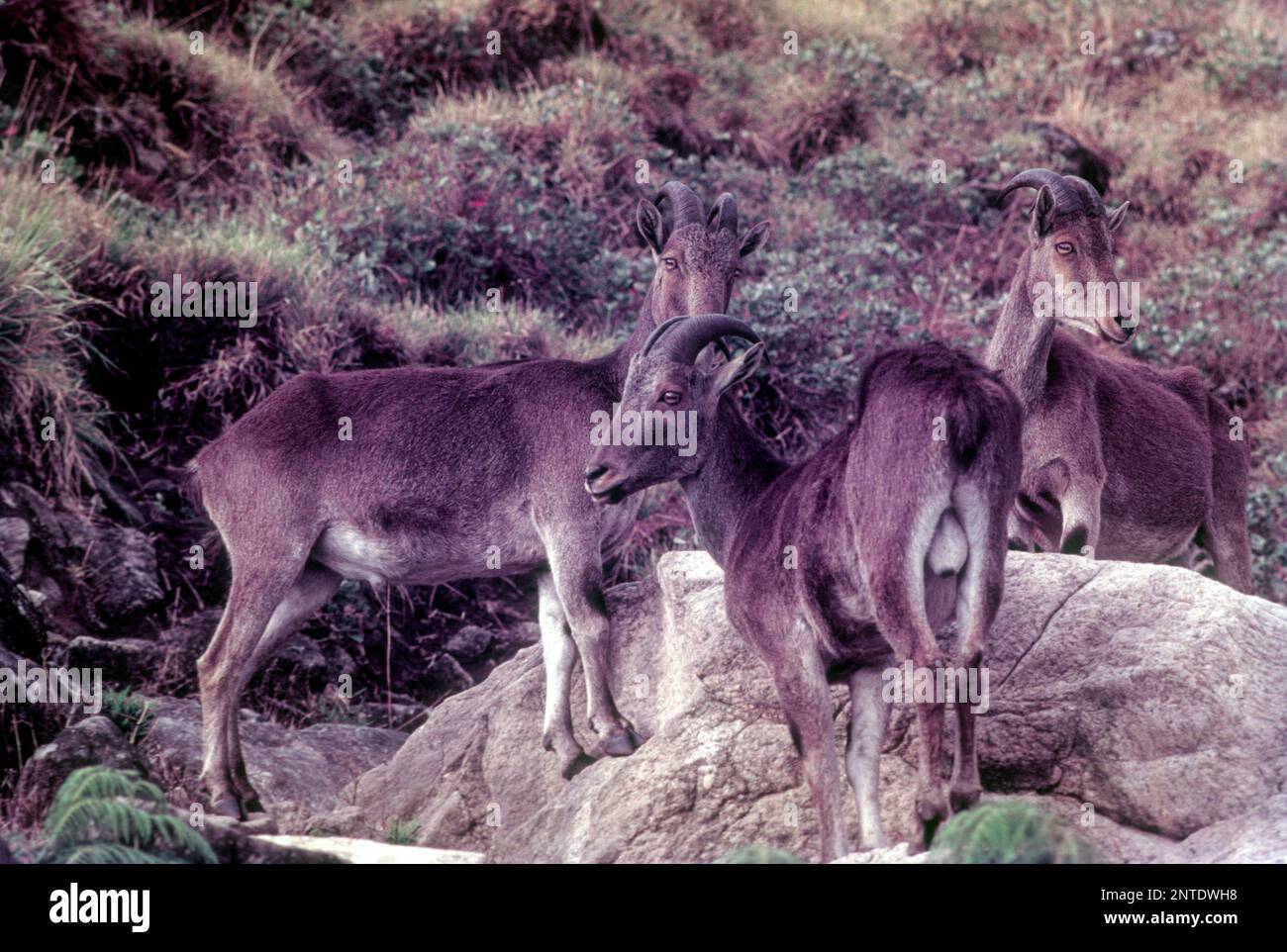 The Nilgiri Tahr (Nilgiritragus hylocrius) in Rajamalai (Eravikulam ...