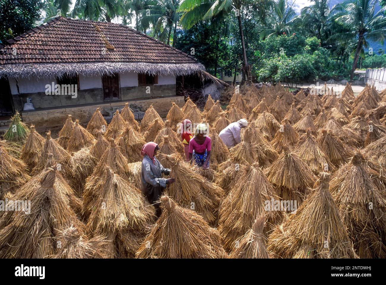 Four people drying harvested rice crop near Palakkad or Palghat, Kerala ...