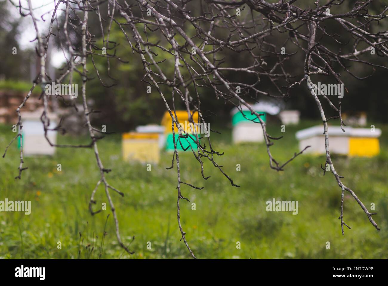 Summer view of a rural apiary and honey production in Greece, bee hive ...