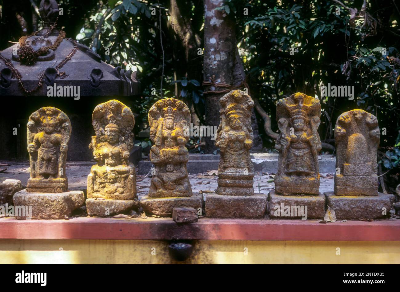 Mannarasala Sree Nagaraja temple near Haripad, Kerala, India, Asia ...