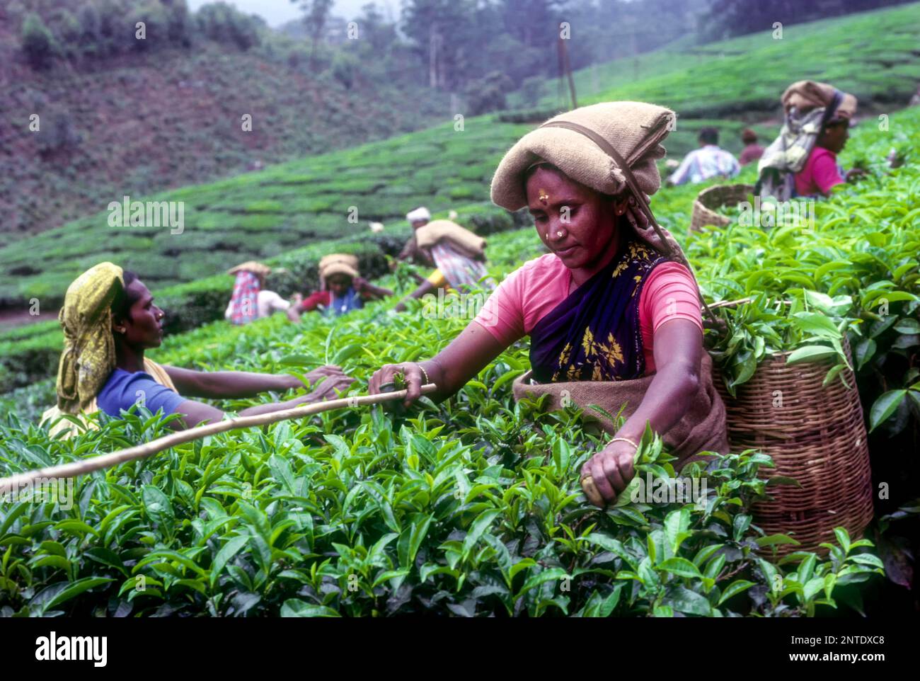 Tea picker in a Rajamalai plantation in Munnar, a hill station in the ...