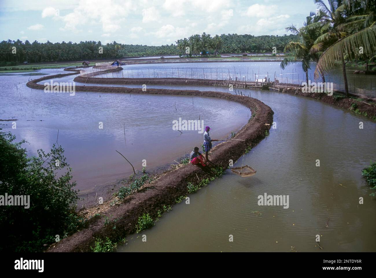 Prawn farms in the backwaters near kodungallur, Kerala, South India ...