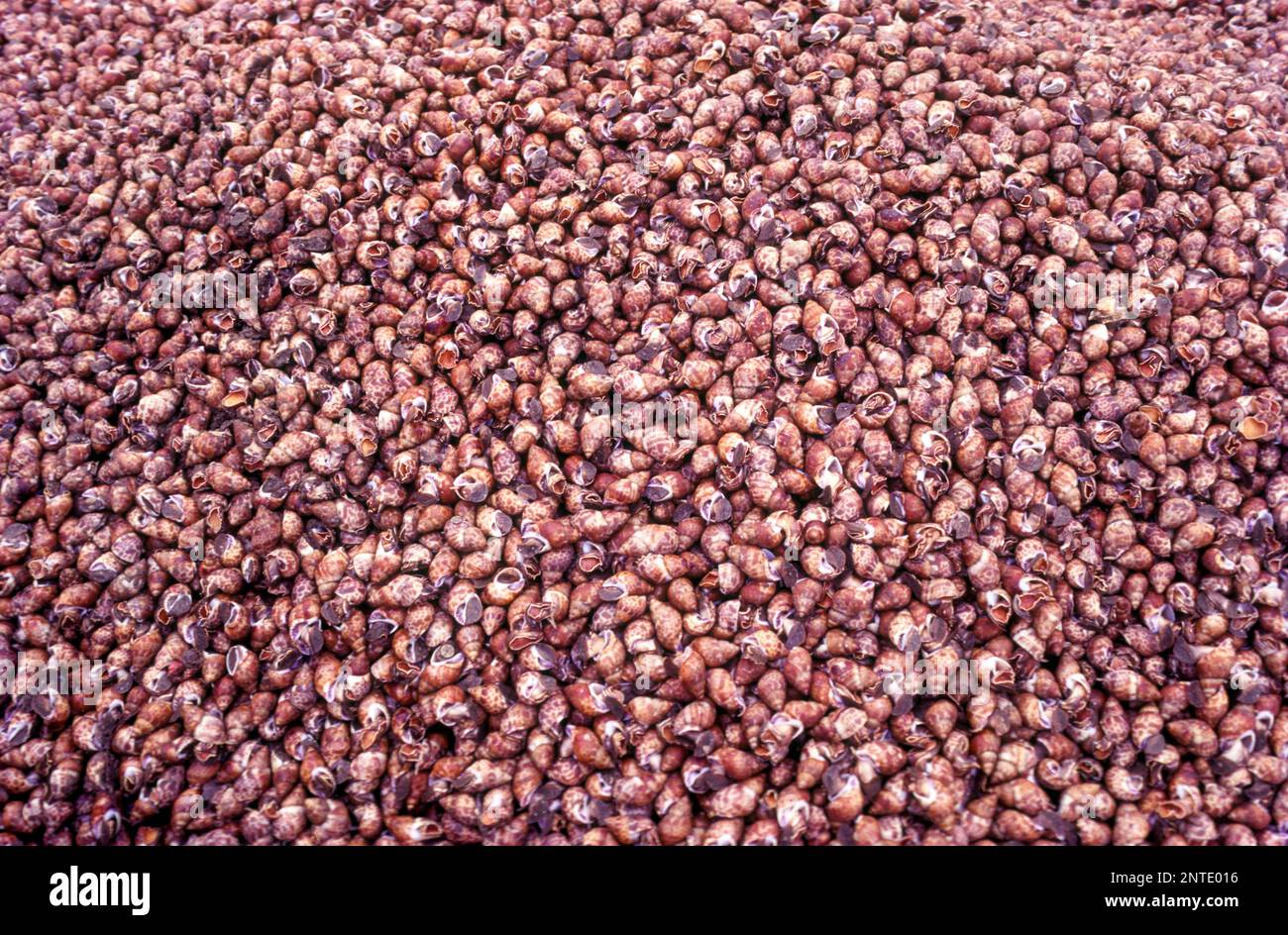 Kerala sea shells hi-res stock photography and images - Alamy