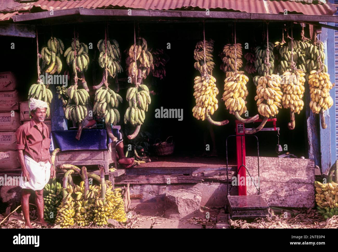 Banana shop at Kollam Quilon, Kerala, South India, India, Asia Stock ...