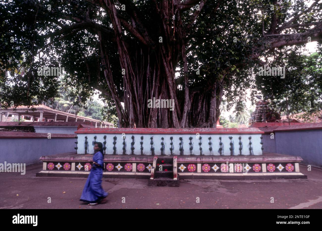 A woman rounding banyan tree (Ficus benghalensis) in Sri Janardanaswamy ...