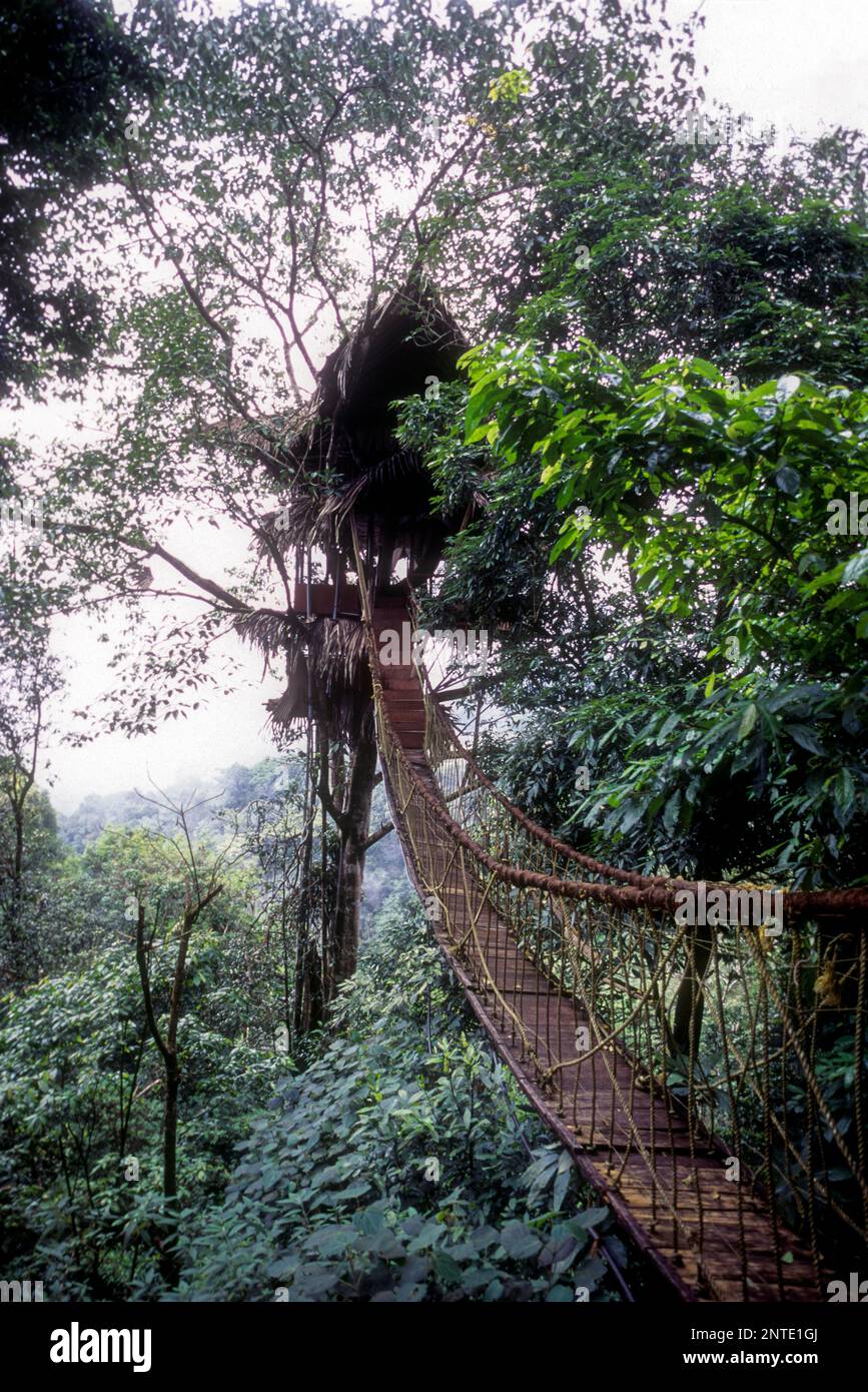 Resort on tree top, green magic nature resort at lakkidi, wayanad ...