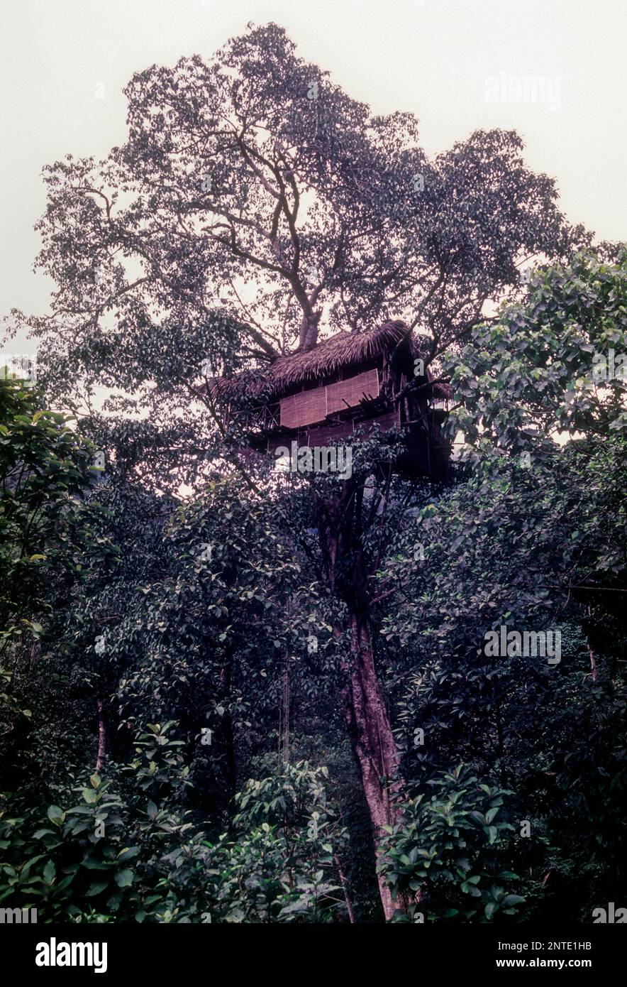 Resort on tree top, green magic nature resort at lakkidi, wayanad ...