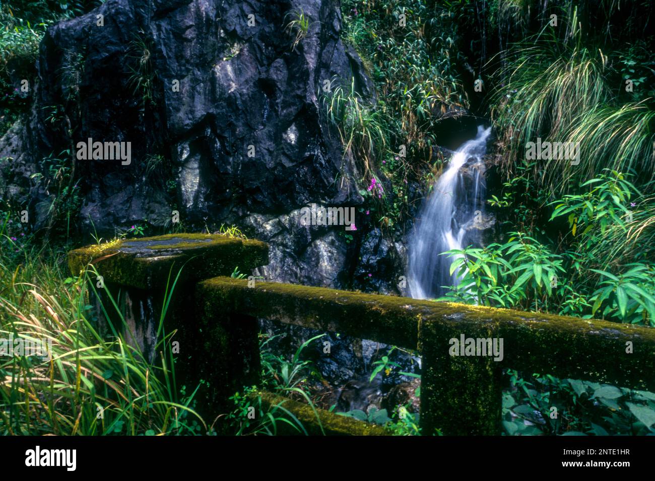 Small Stream in Silent Valley Tropical evergreen rain forest, Kerala ...