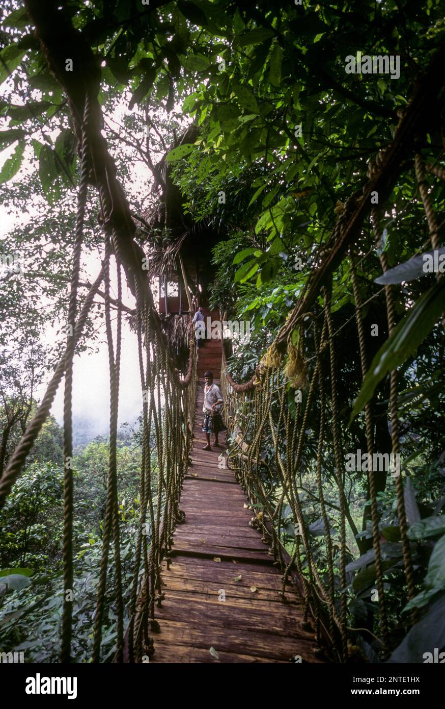 Resort on tree top, green magic nature resort at lakkidi, wayanad ...
