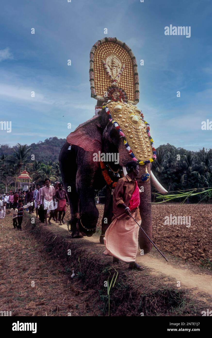 Elephant procession on a narrow rice field border, Pooram festival at ...